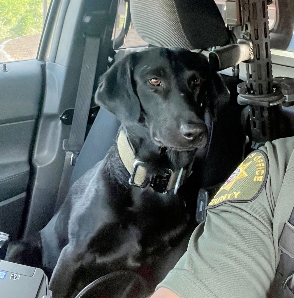 Winston, a K9 for the Routt County Sheriff’s Office, to receive donated ...